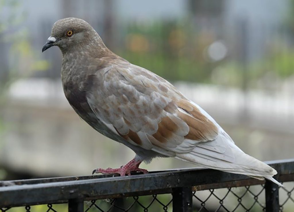 Pigeon Facts: An Introduction and History - Backyard Poultry